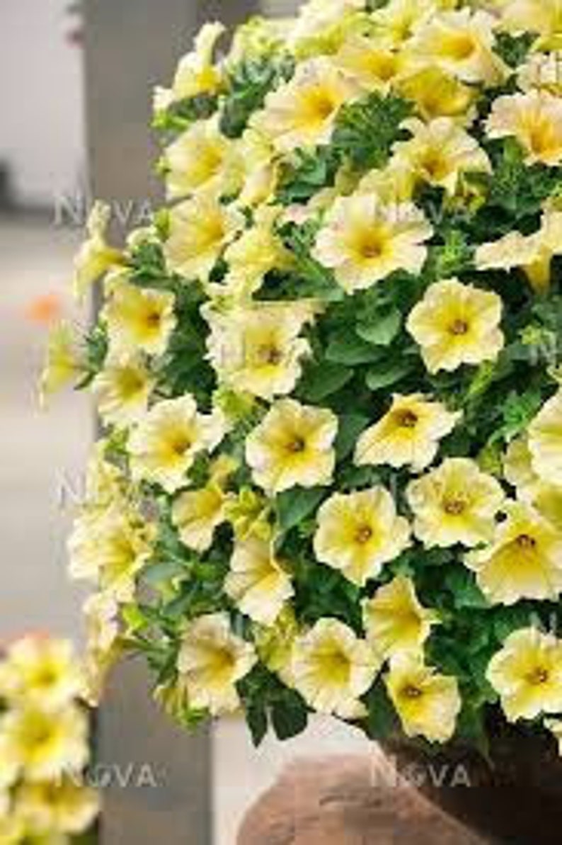 Petchoa Caliburst Yellow PL 10 Seed Pack - Etsy