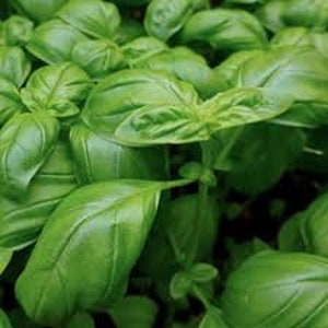 Superbo Basil Seeds - Licorice Scented, Pesto Variety (25+ Seeds) - Etsy