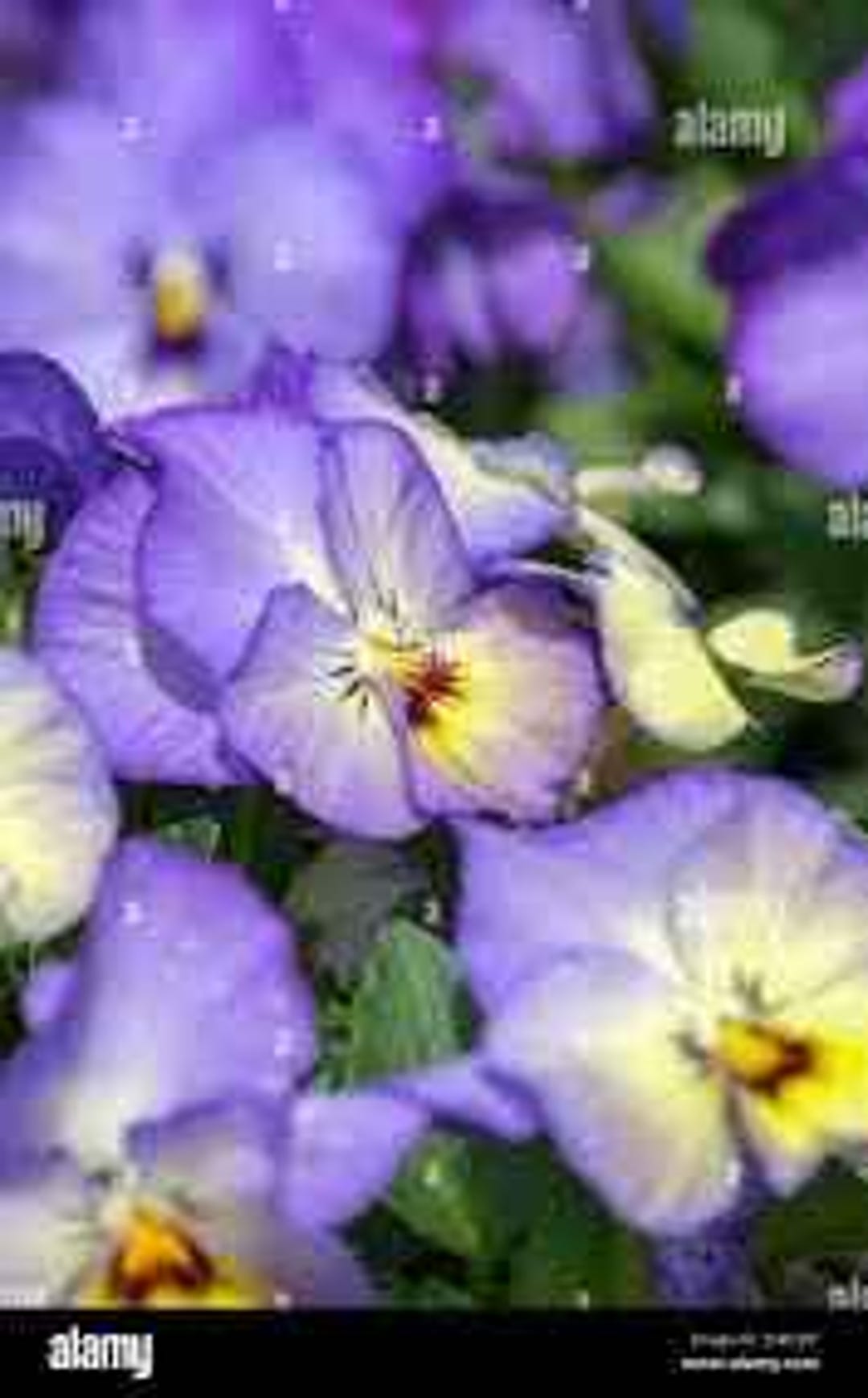 Viola Colormax Icy Blue 25 Seed Pack - Etsy