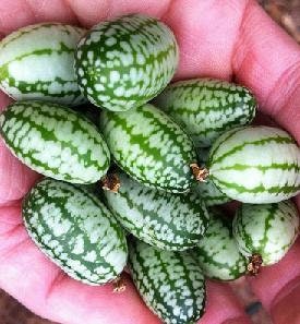 Cucumber Cucamelon - Etsy