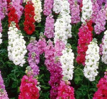 Stock Column Mix - Etsy