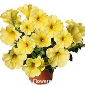 Petchoa Caliburst Yellow PL 10 Seed Pack - Etsy