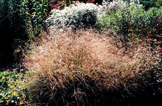 Cespitosa Tufted Hair Grass - Etsy