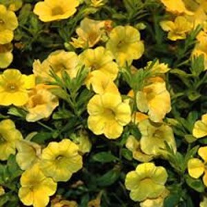 Petchoa Caliburst Yellow PL 10 Seed Pack - Etsy