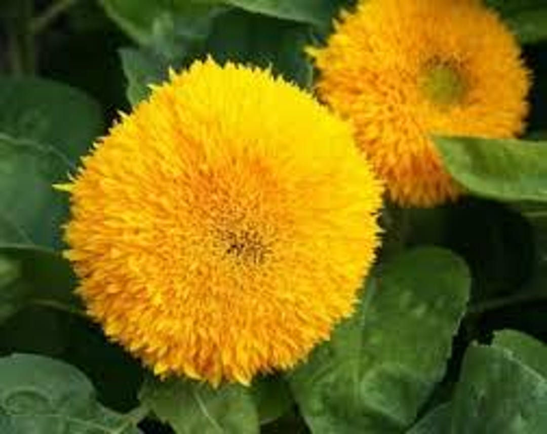 Helianthus Sunflower Dwarf Sungold Seeds 25 Seeds - Etsy