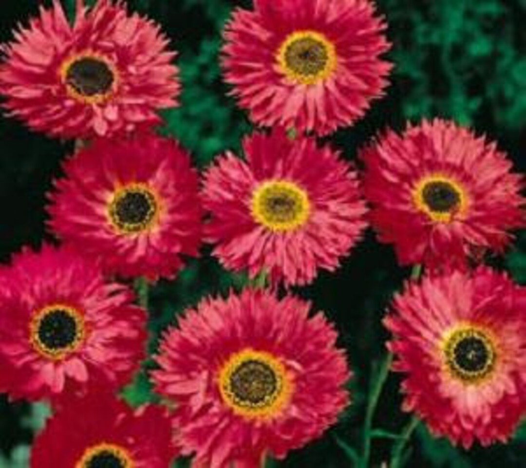 Acroclinium Goliath Tetra Red Seeds - Etsy