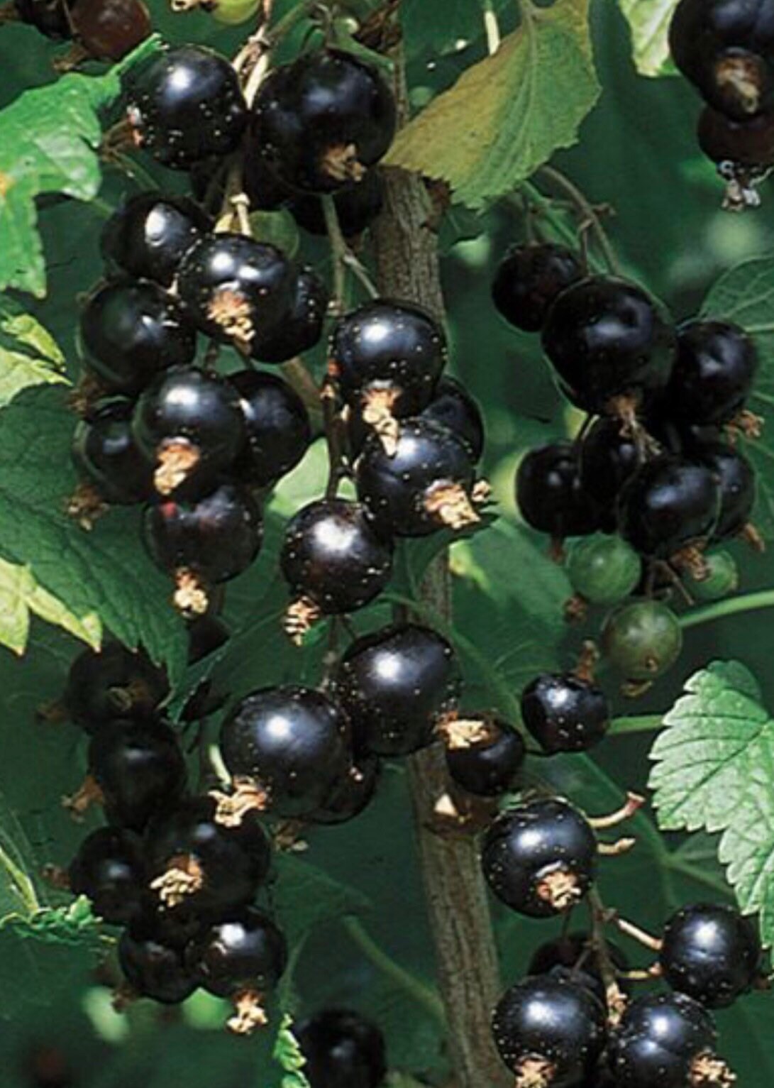 Black Currant Bush