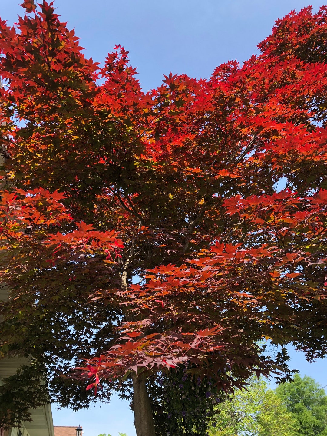 Live Japanese Maple Shade Tree Plant 12 It Becoming 2 Yrs Old Tree - Etsy