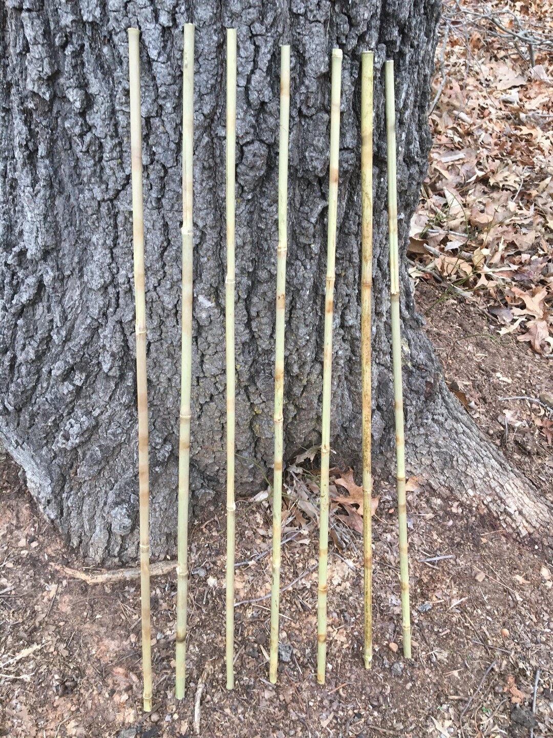 Straightened River Cane Arrow Shafts - Etsy