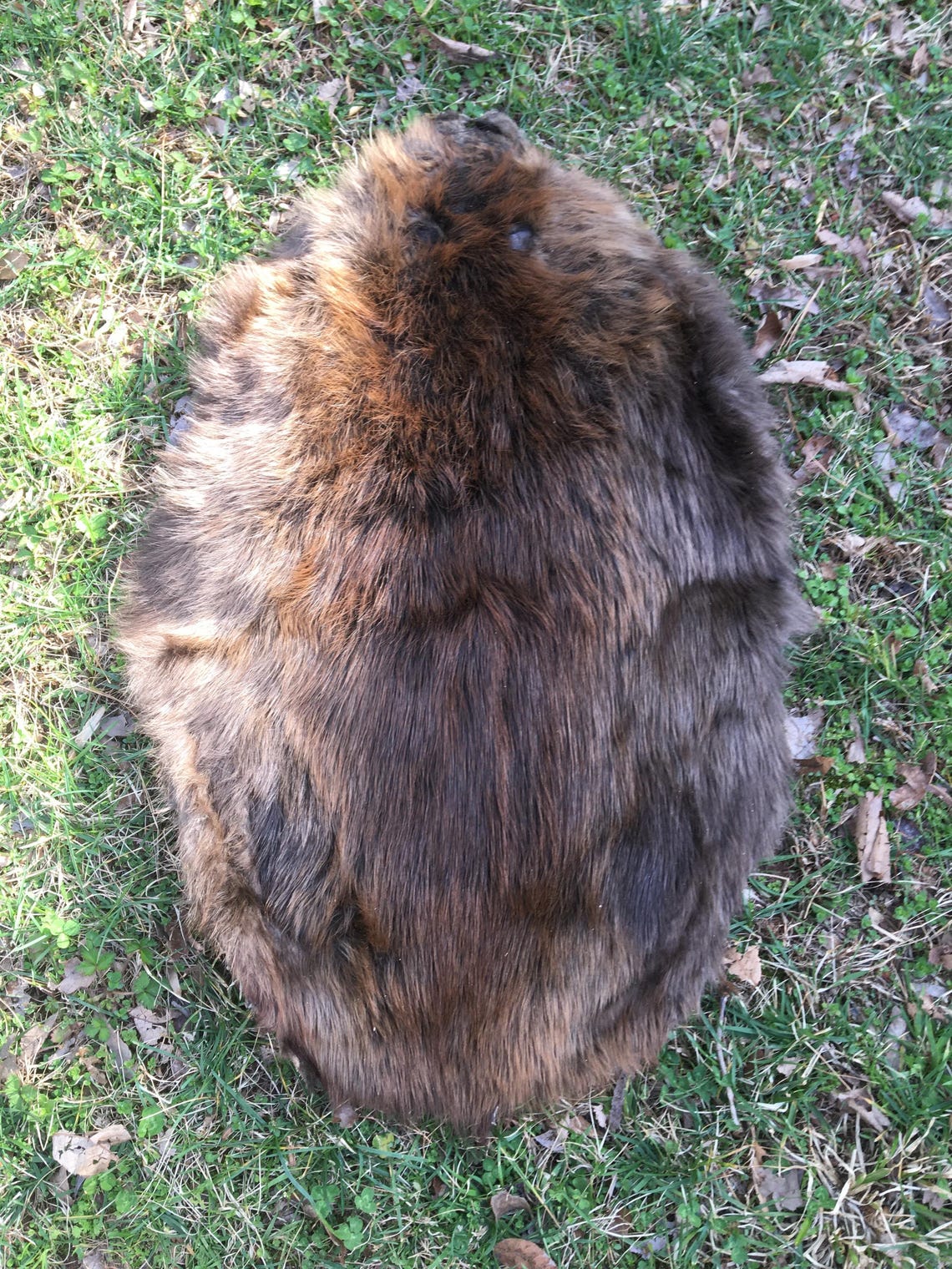 Tanned Beaver Pelt Primitive Quiver Kit or Wallhanging!! - Etsy