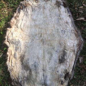 Tanned Beaver Pelt Primitive Quiver Kit or Wallhanging!! - Etsy