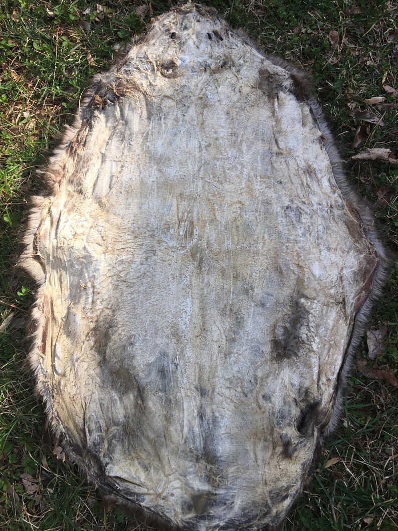 Tanned Beaver Pelt Primitive Quiver Kit or Wallhanging!! - Etsy