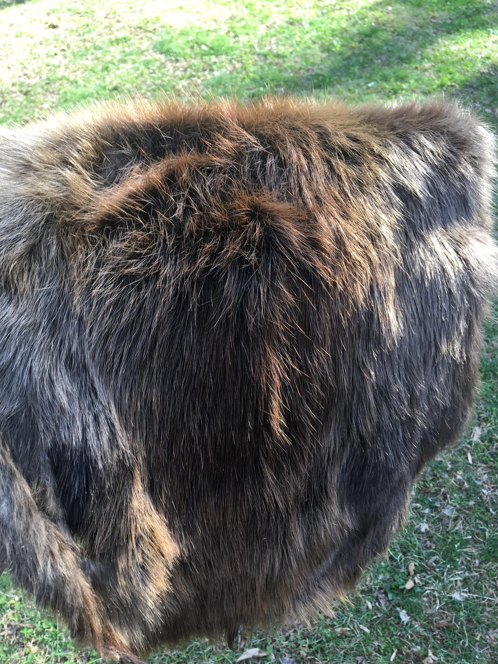 Tanned Beaver Pelt Primitive Quiver Kit or Wallhanging!! - Etsy