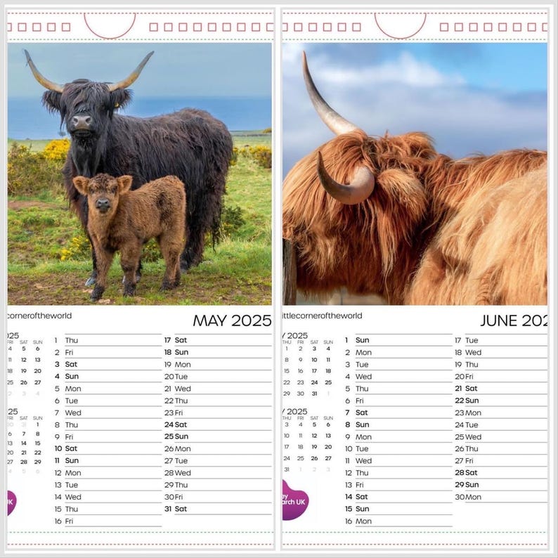2025 Highland Cow Calendar - Etsy