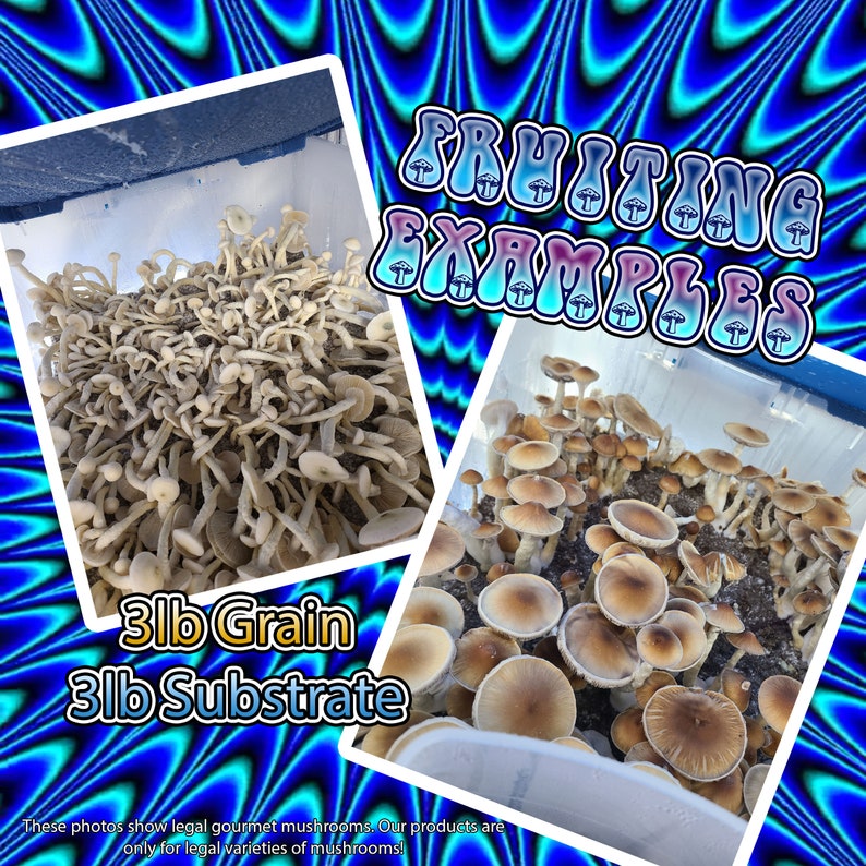 3lb Mushroom Milo Sorghum | Sterile Grain for Mushrooms - Etsy