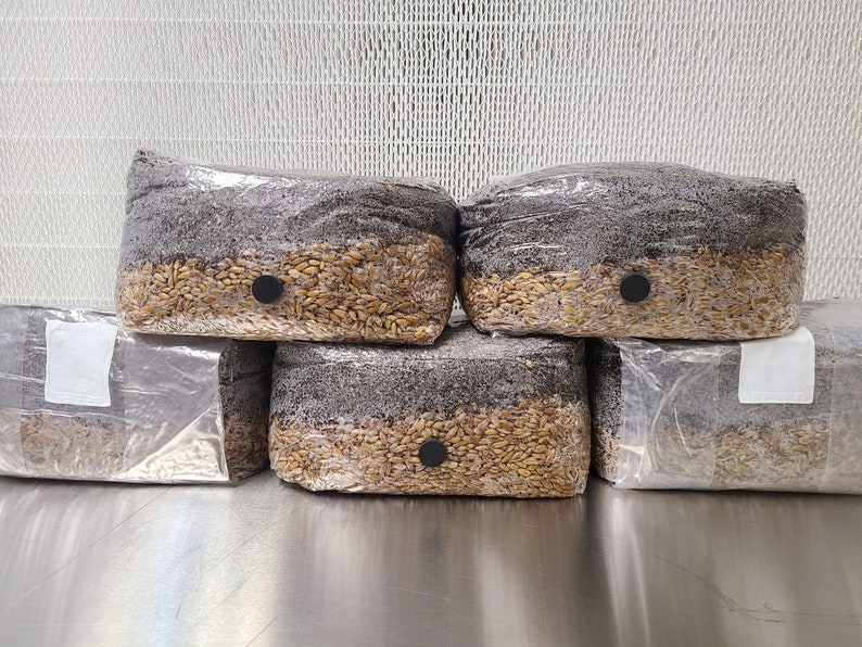 FIVE Magical 5lb All in One Mushroom Growing Bags Discounted - Etsy FIVE Magical 5lb All in One Mushroom Growing Bags Discounted - Etsy