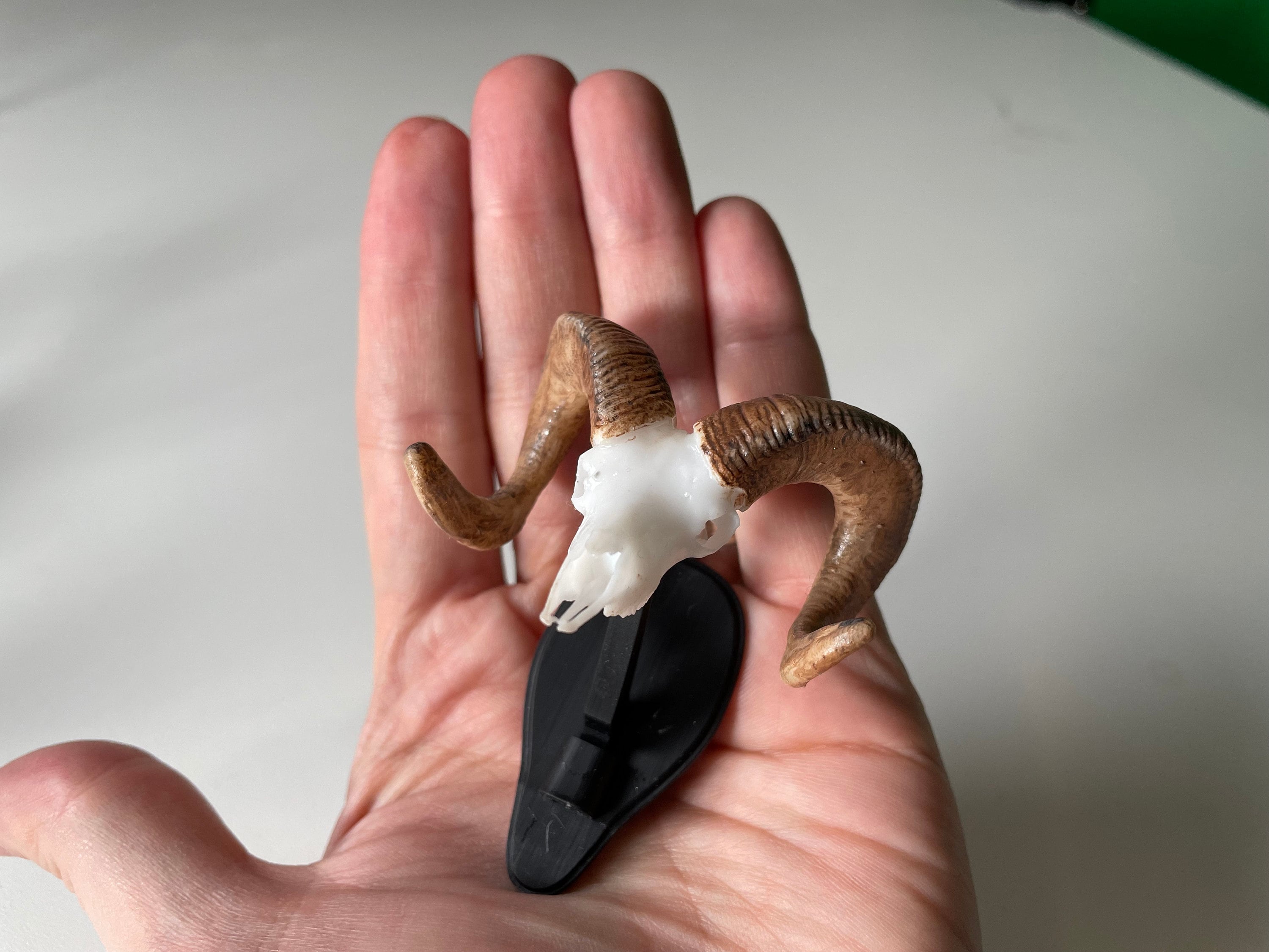 Mini Big Horn Sheep Mount Miniature Big Horn Sheep Skull & Horns - Etsy