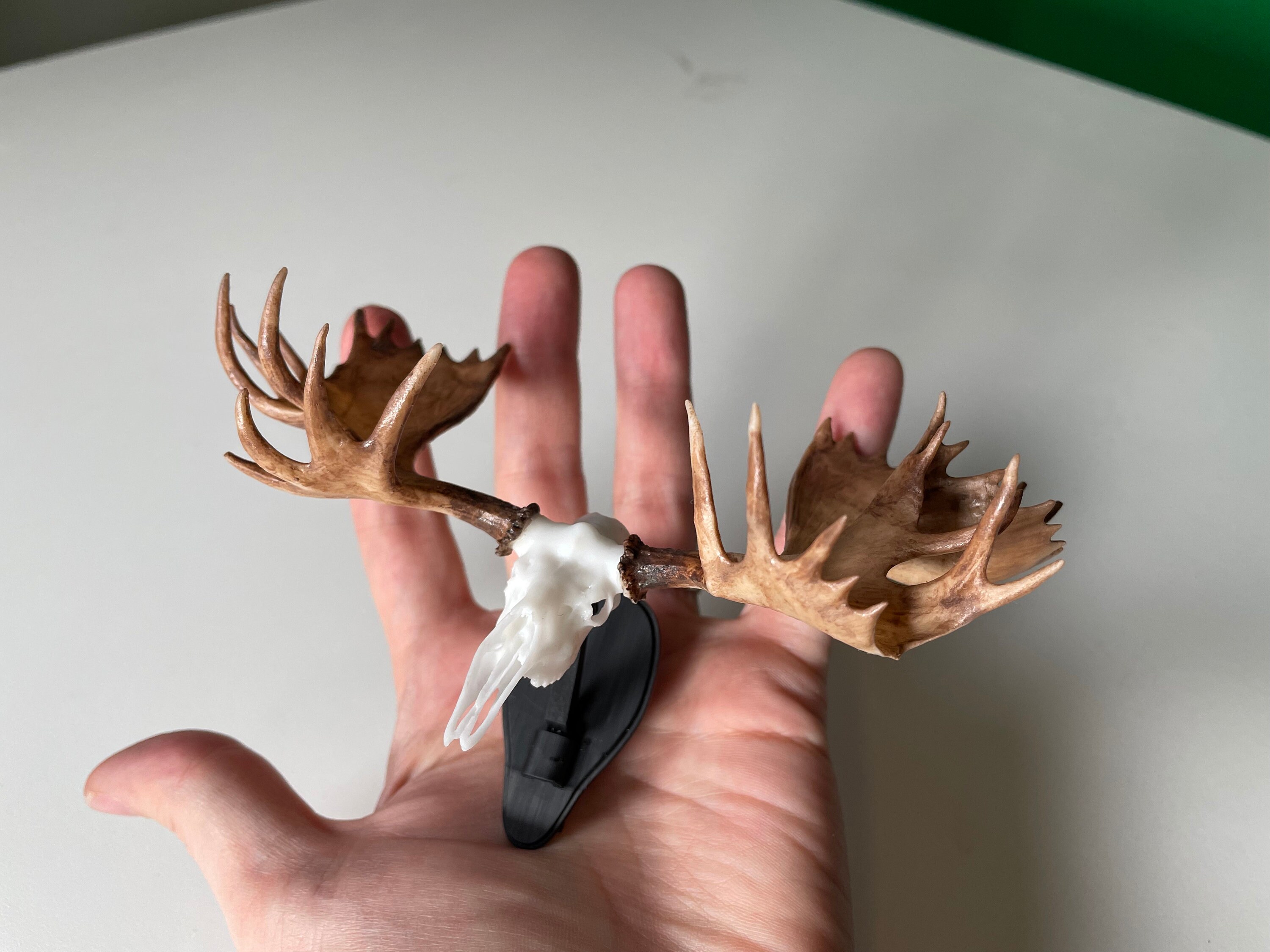 Moose Skull With Antlers