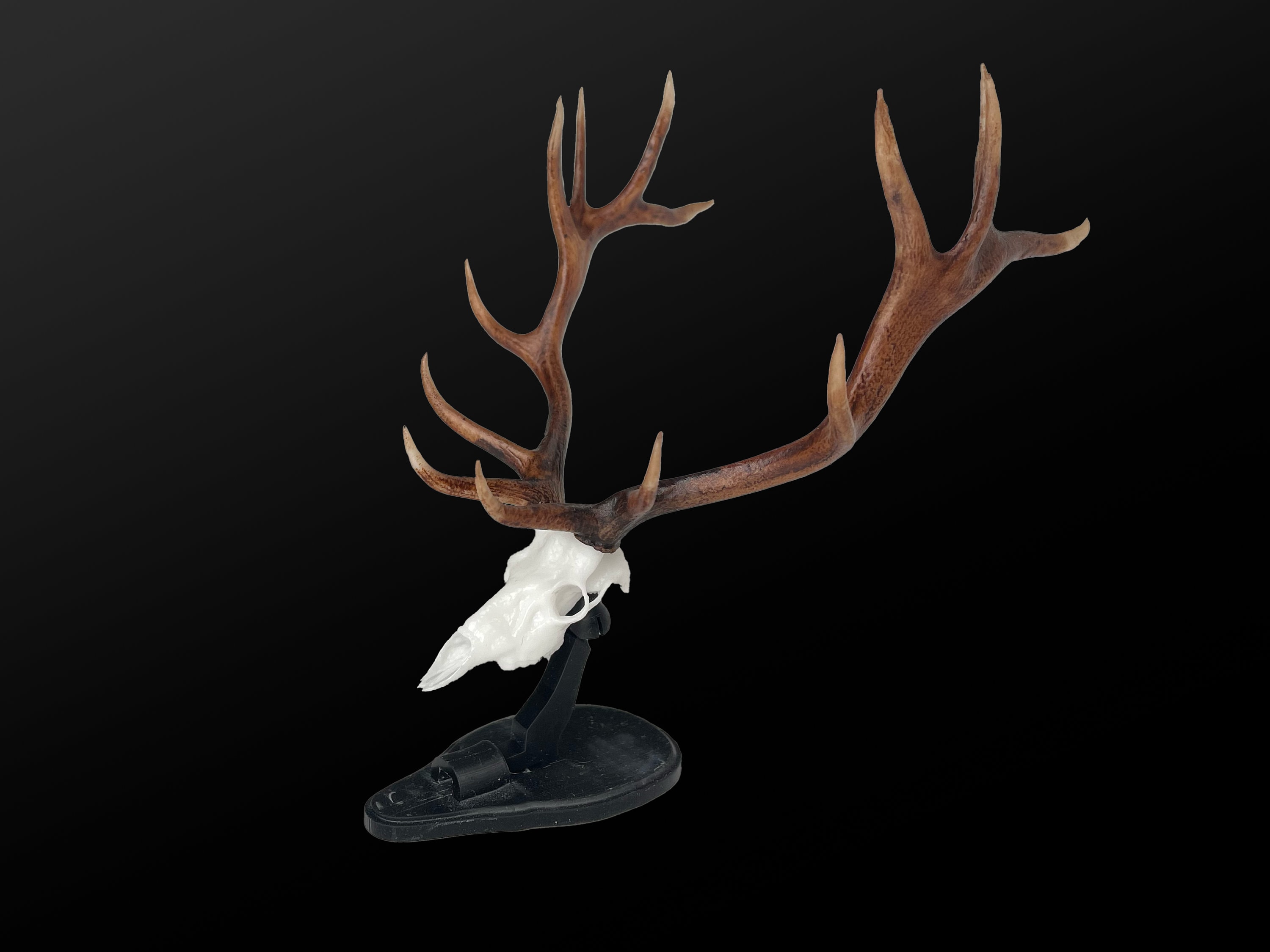 Elk Antlers Mounted