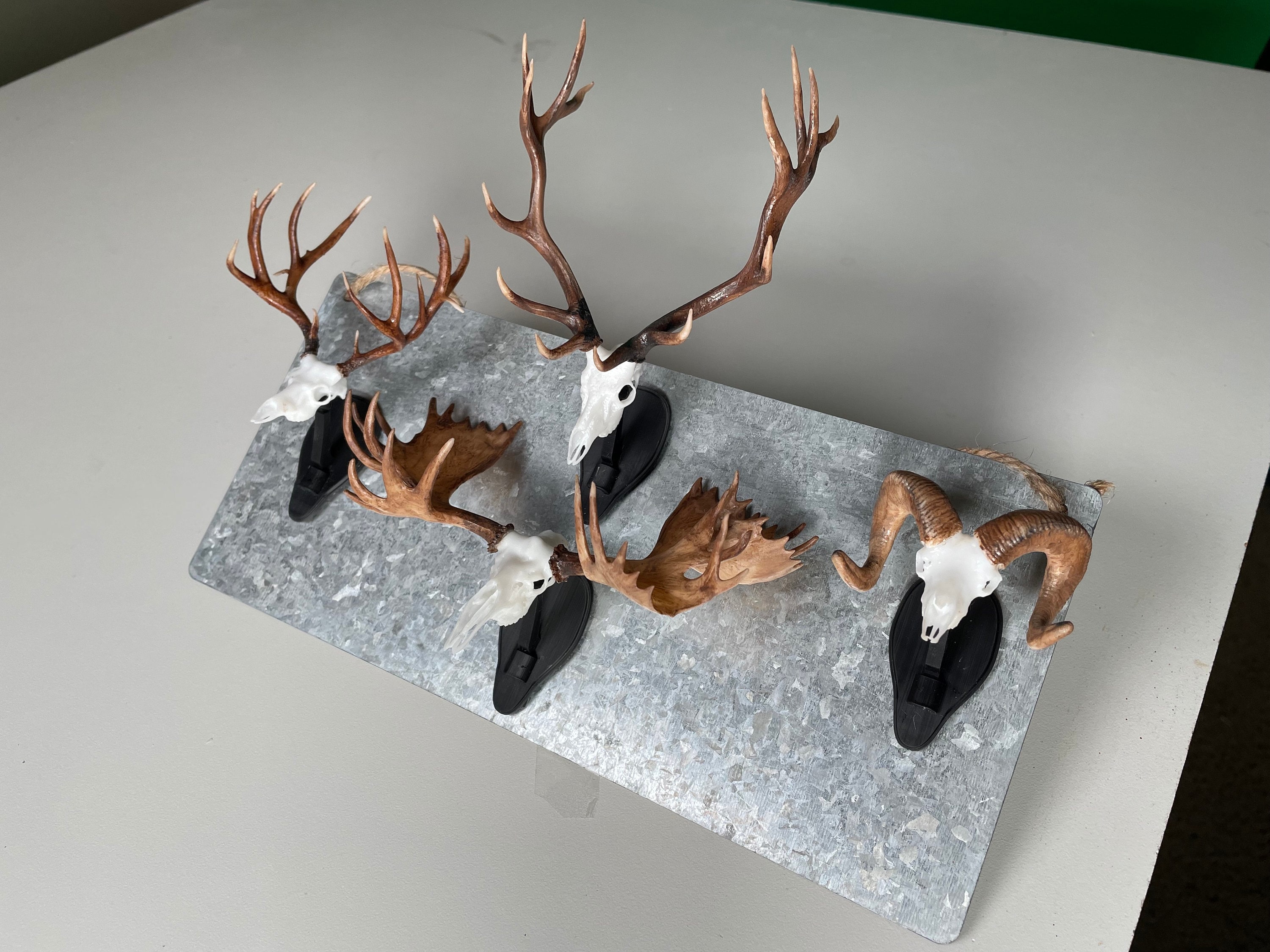 Mini Mule Deer Mount Miniature Mule Deer Skull & Antlers - Etsy Canada
