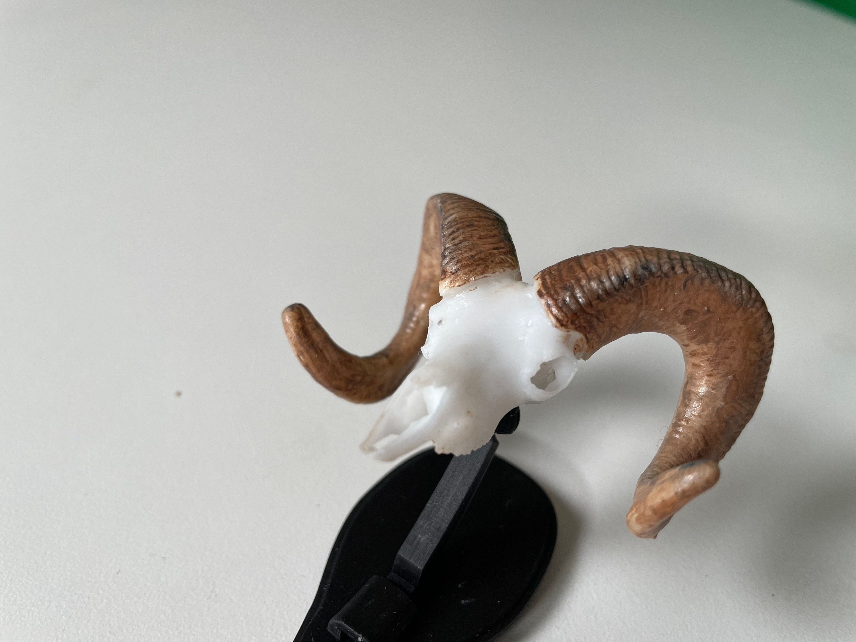 Mini Big Horn Sheep Mount Miniature Big Horn Sheep Skull & Horns - Etsy