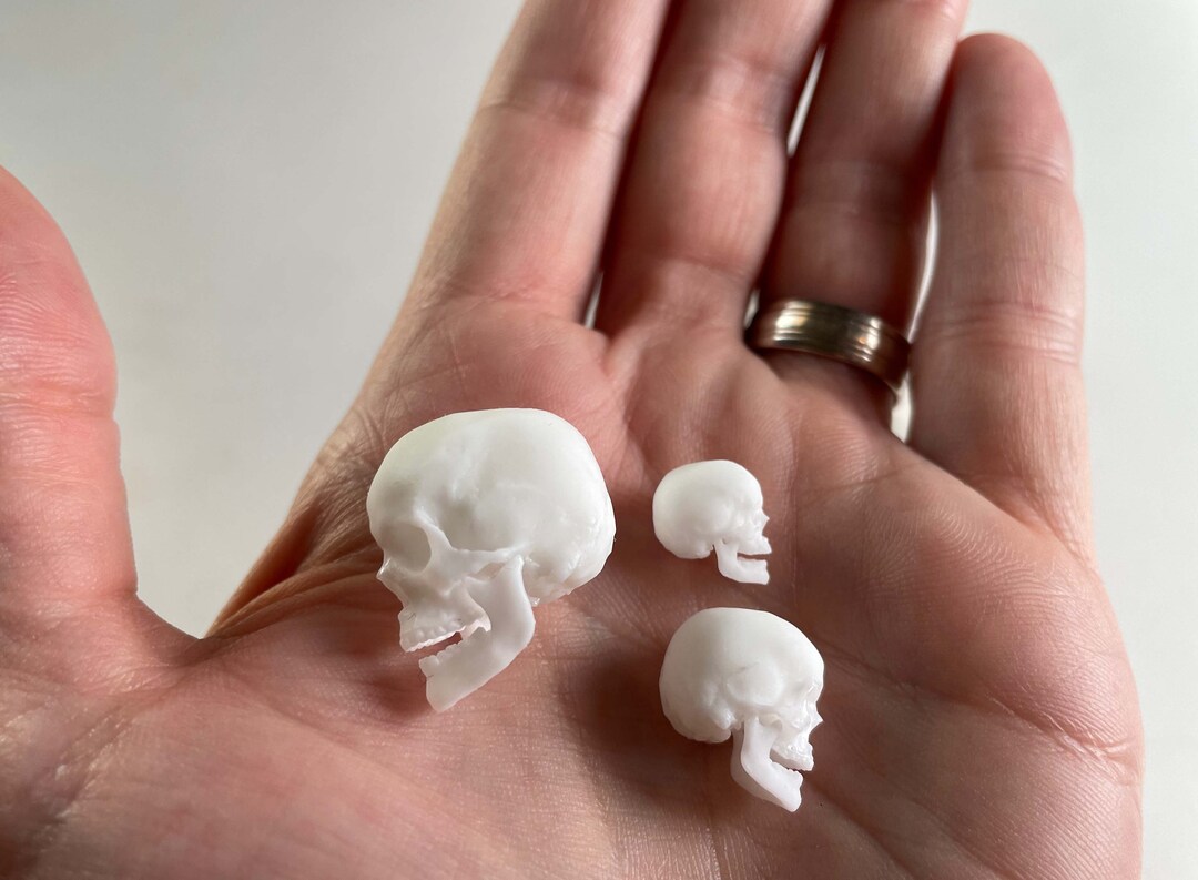 Miniature Skull - Set of 4 Human Mini Skulls - Etsy