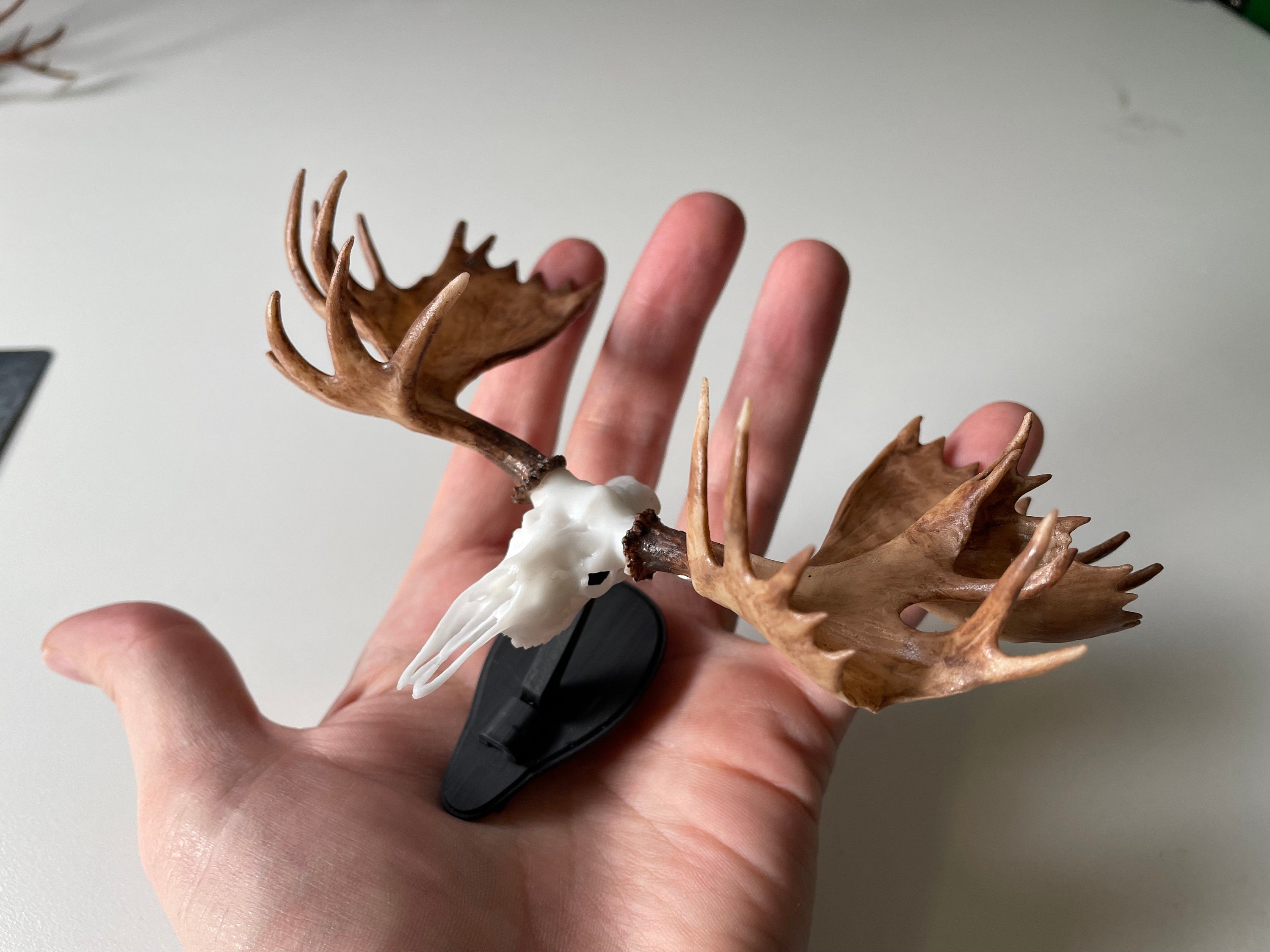 Moose Skull With Antlers