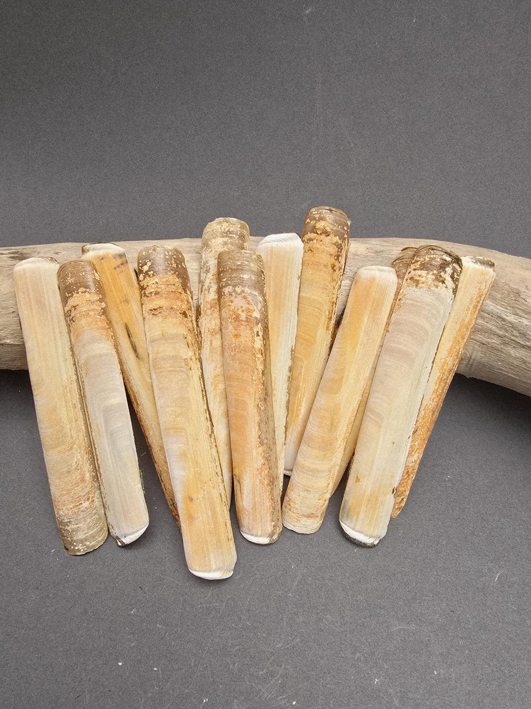 Razor Clam Shells - 11-13cm Long - Natural Seashells for Crafts, DIY ...