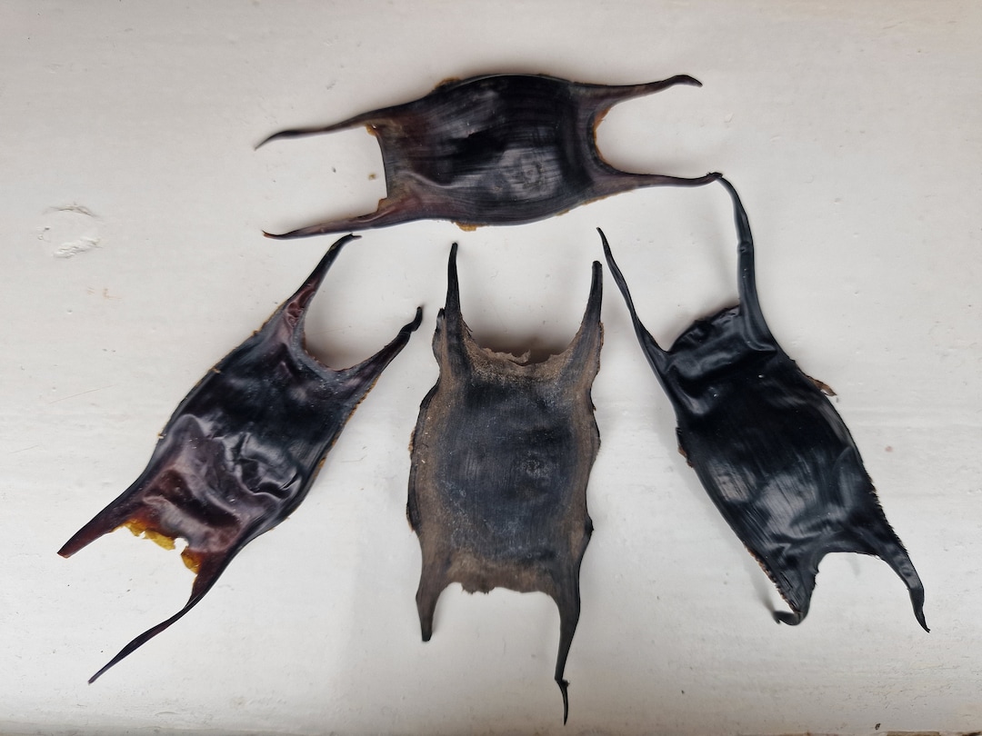 Mermaids' Purses | Devil's Purse | Shark Eggs | Ray Eggs | Egg Cases | Curiosities - Etsy UK