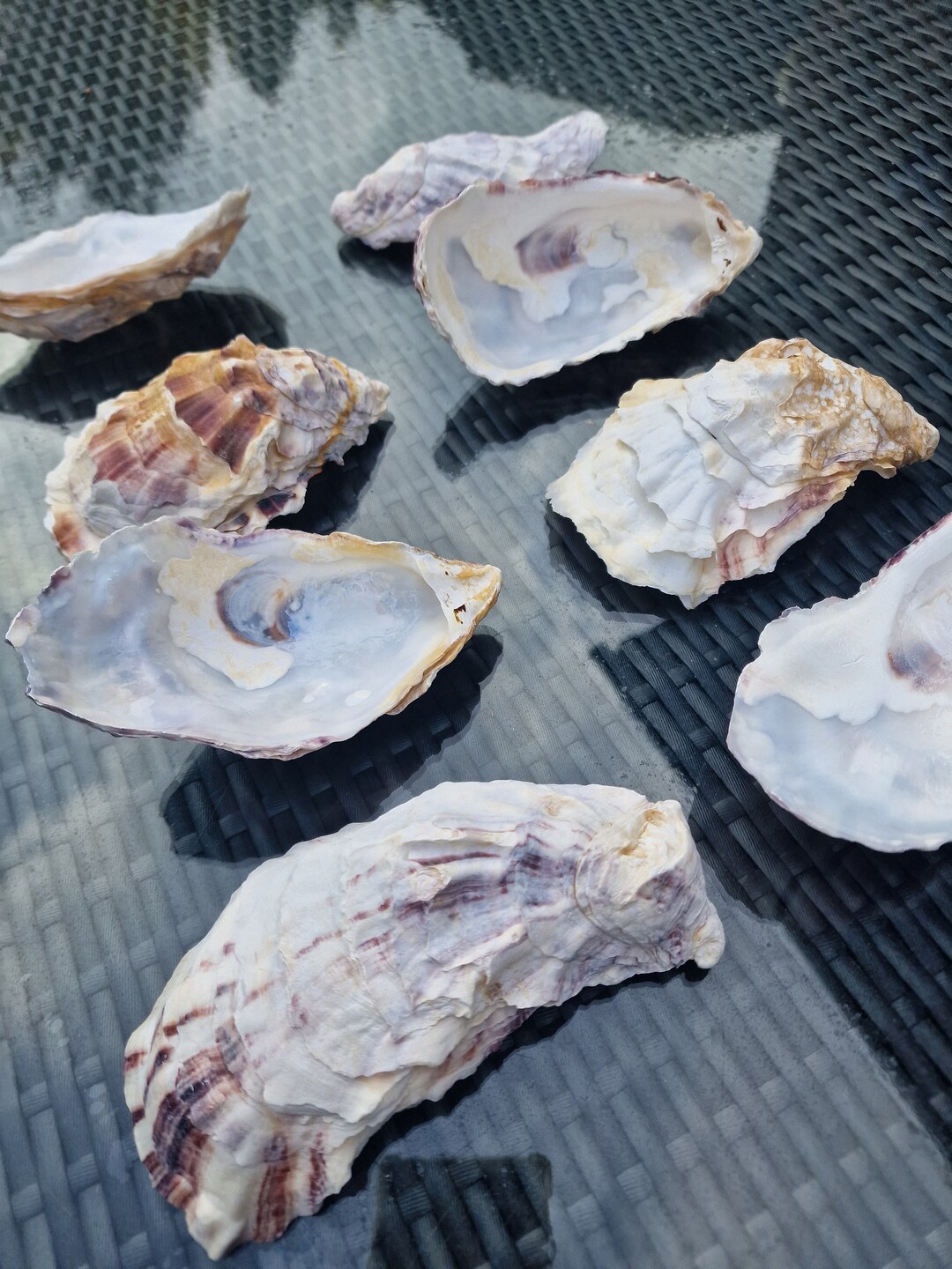 13-15cm Bundle of Beautiful Oyster Shell Bottoms cupped Part of Shell ...