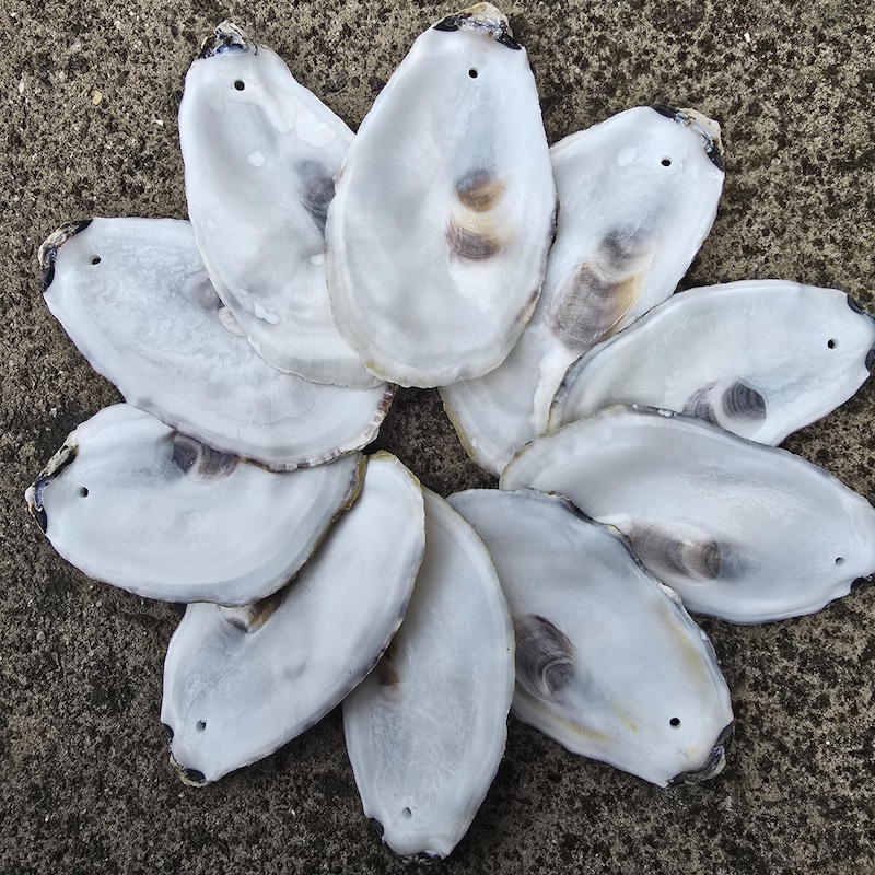 Flat Shells With Hole - Etsy UK