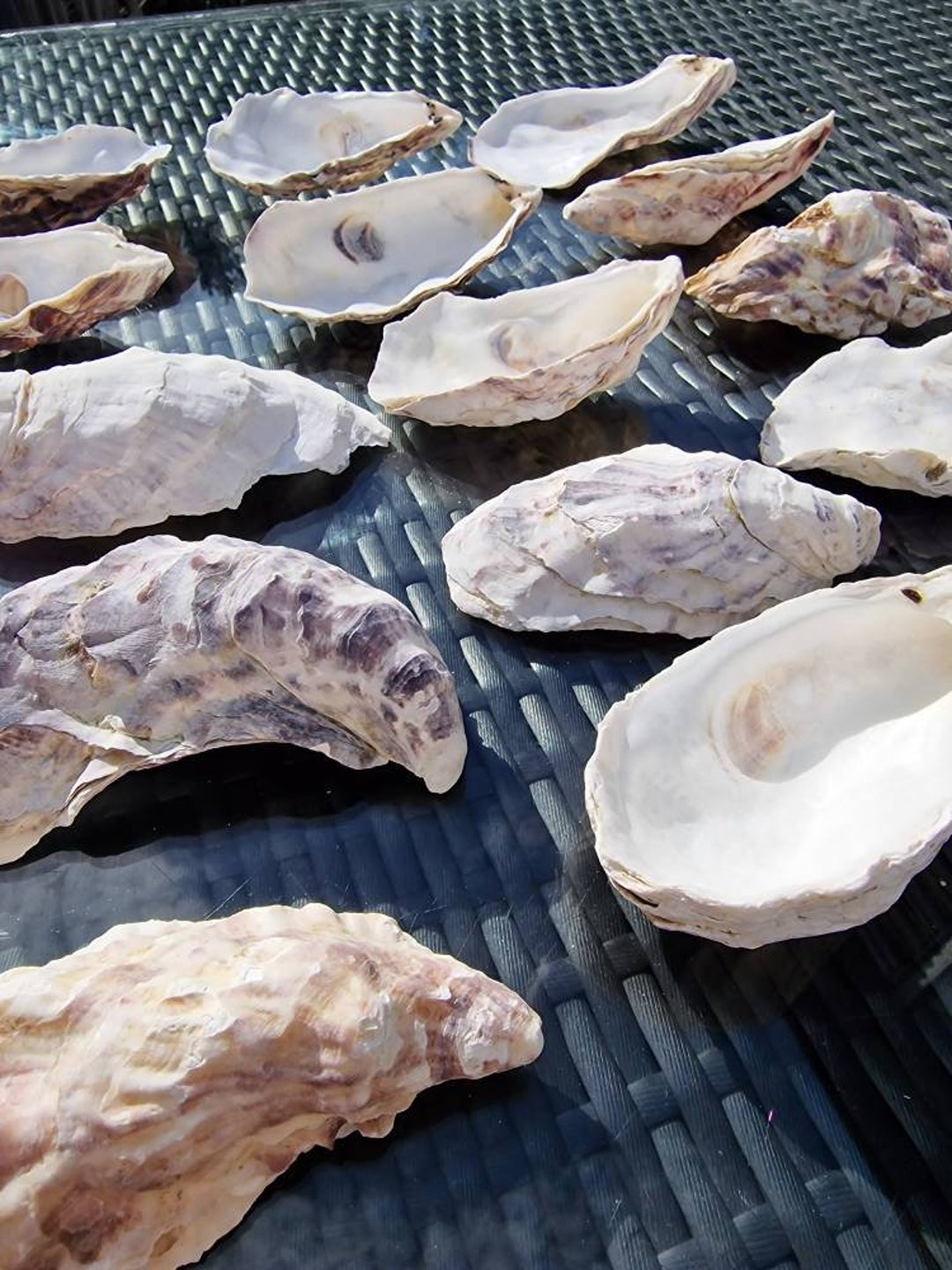 10-13cm Bundle of Beautiful Oyster Shell Bottoms cupped Part of Shell ...