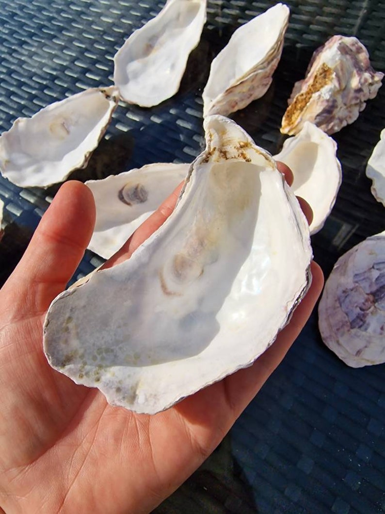 10-13cm Bundle of Beautiful Oyster Shell Tops Crafting - Etsy UK