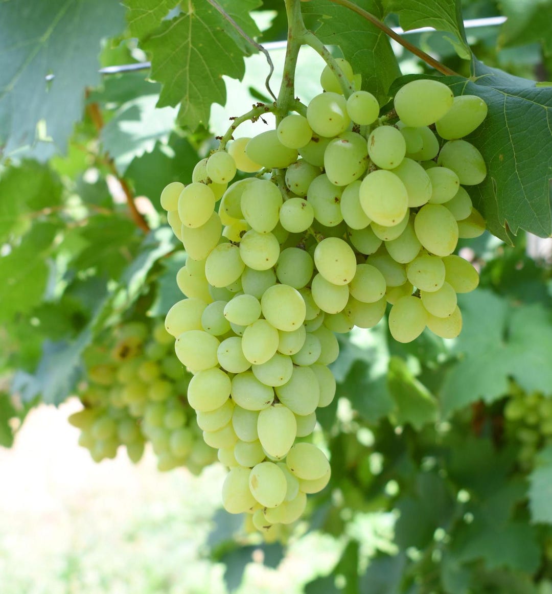 12 Fresh Cuttings of Niagara Grapevine, 6-8 Inches Long, at Least 3 ...