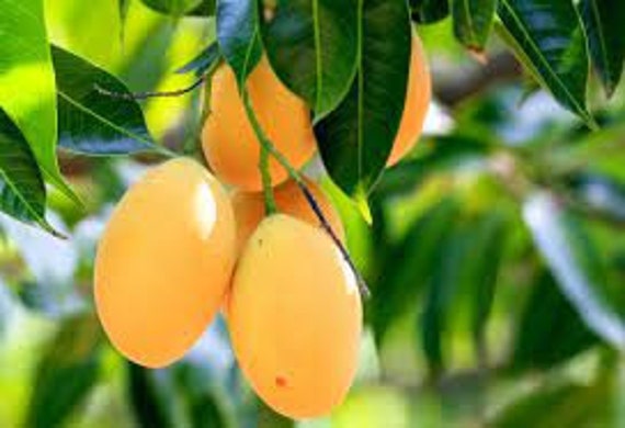 Yellow Mango Fruit On Tree