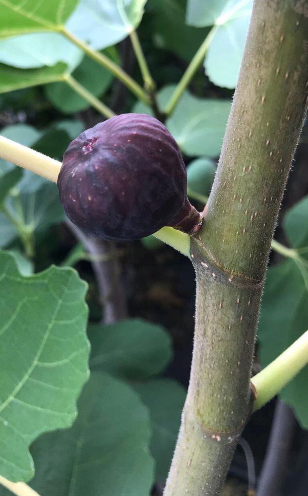 4 Fresh Cuttings of Royal Greek Fig Tree, 4-6 Inches Long, No Roots - Etsy