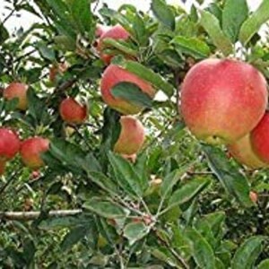 5 Fresh Cuttings of Dwarf Fuji Apple Tree, 6-8 Inches Long, No Roots - Etsy