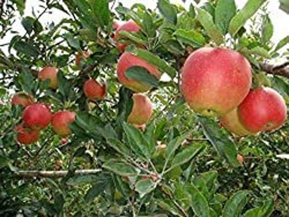 5 Fresh Cuttings of Dwarf Fuji Apple Tree 6-8 Inches Long No - Etsy