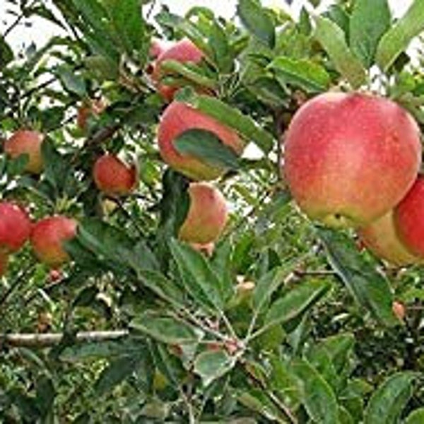 Dwarf Apple Tree - Etsy