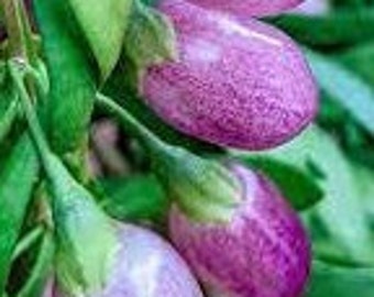 Black Goji Berry - Etsy