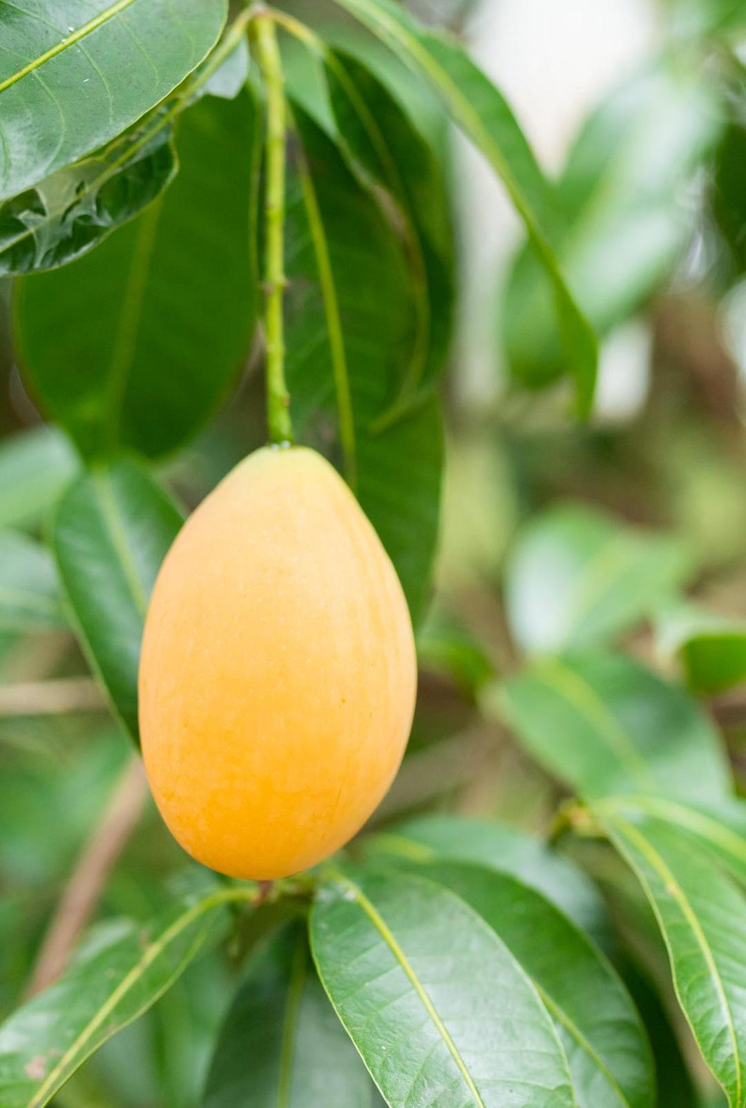 Honey Mango Fruit Tree Seedling, Newly Germinated, 3-4 Inches Tall ...