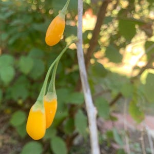 Buy 1 Get 1 Free, Rare Golden Goji Starter Plant, 8-10 Inches Tall - Etsy