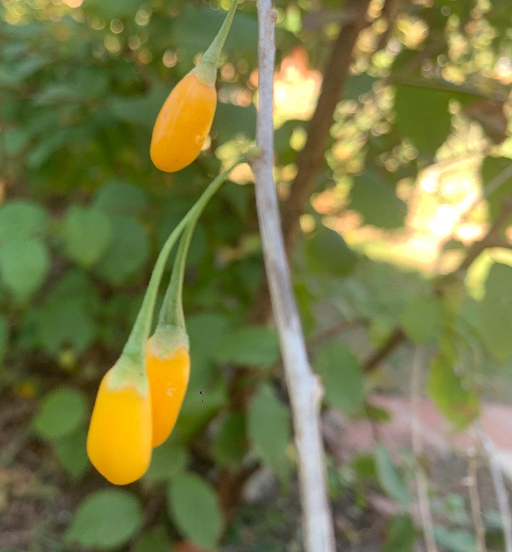 Rare Golden Goji Starter Plant, 12-14 Inches Tall - Etsy