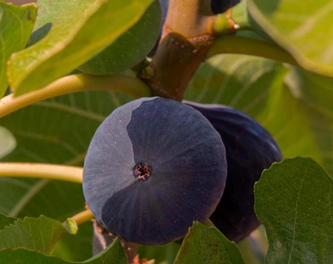 Exotic Fig Tree Black Madeira AKA King of Figs Starter, 2-3 Inches Tall, Well Rooted - Etsy
