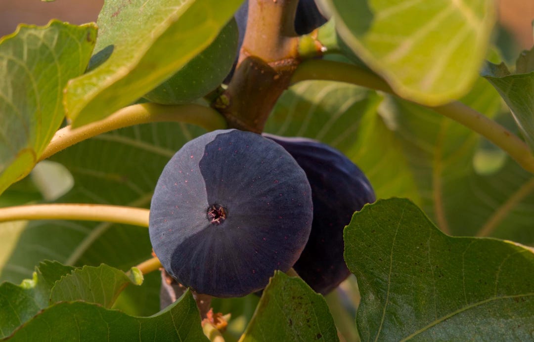 3 Fresh Cuttings of the Exotic Fig Tree Black Madeira AKA King of Figs ...