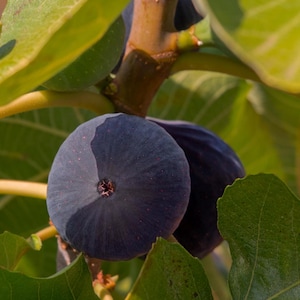3 Fresh Cuttings of the Exotic Fig Tree Black Madeira AKA King of Figs ...