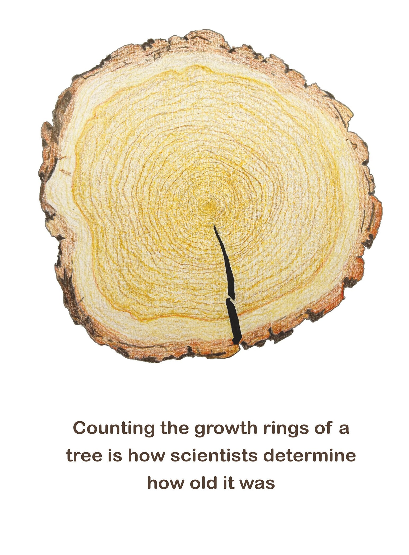 Tree Ring Birthday Card - Etsy