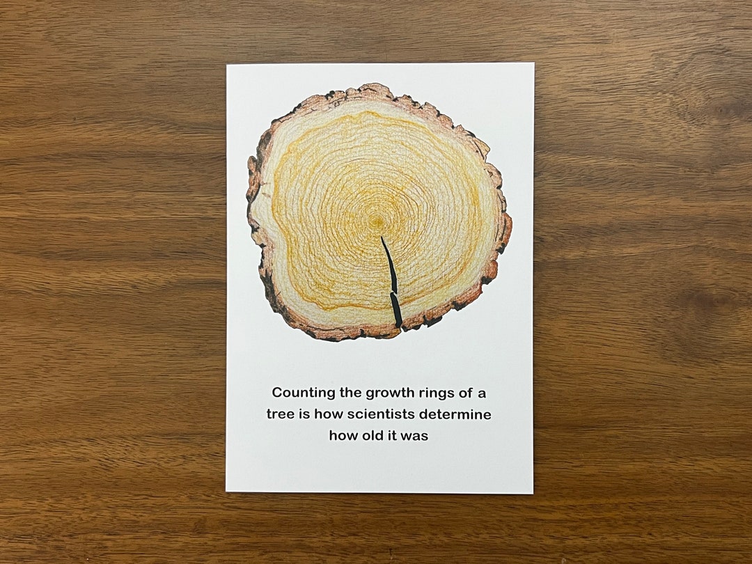 Tree Ring Birthday Card - Etsy