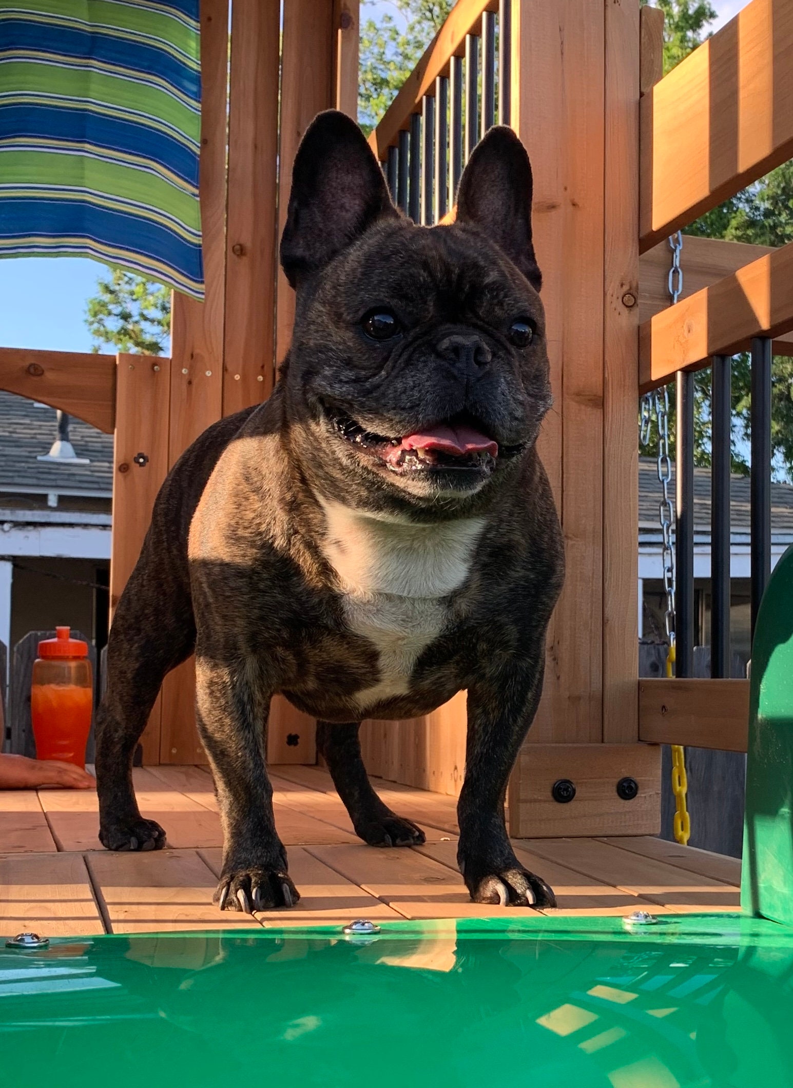 Frenchie Head Pot - Etsy