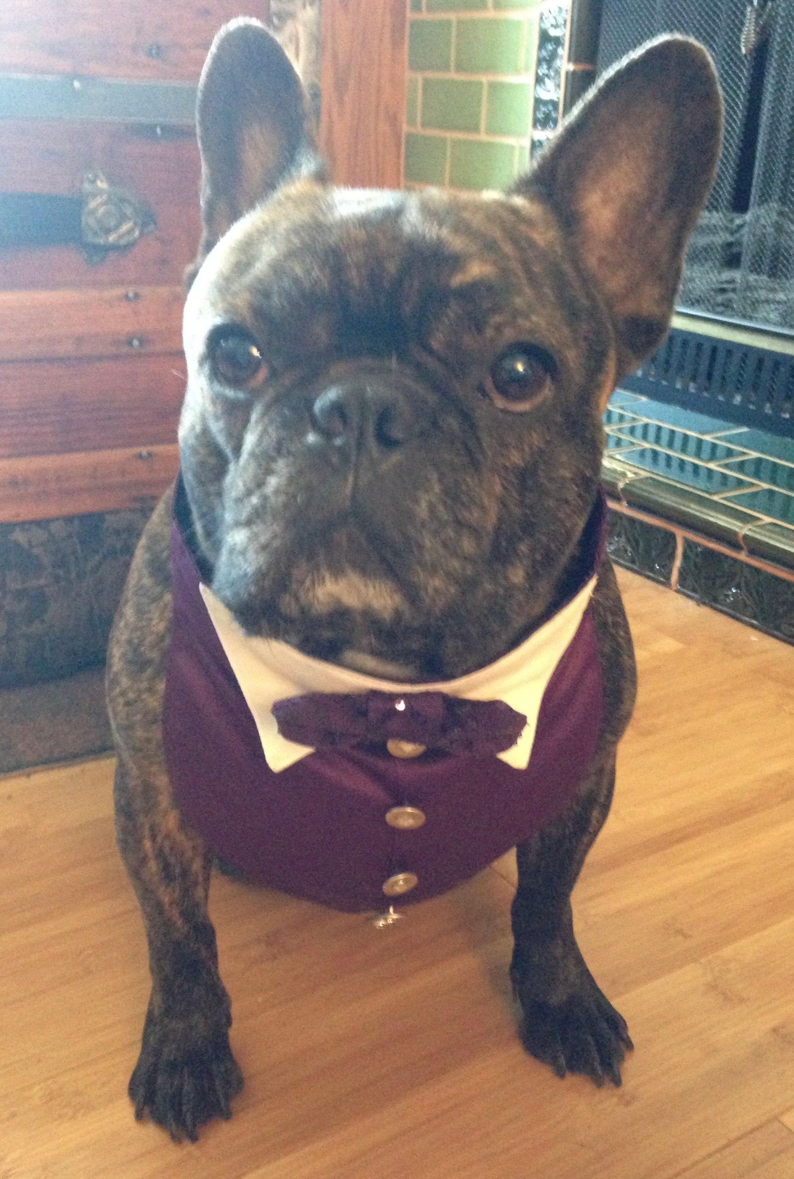 Frenchie Head Pot - Etsy